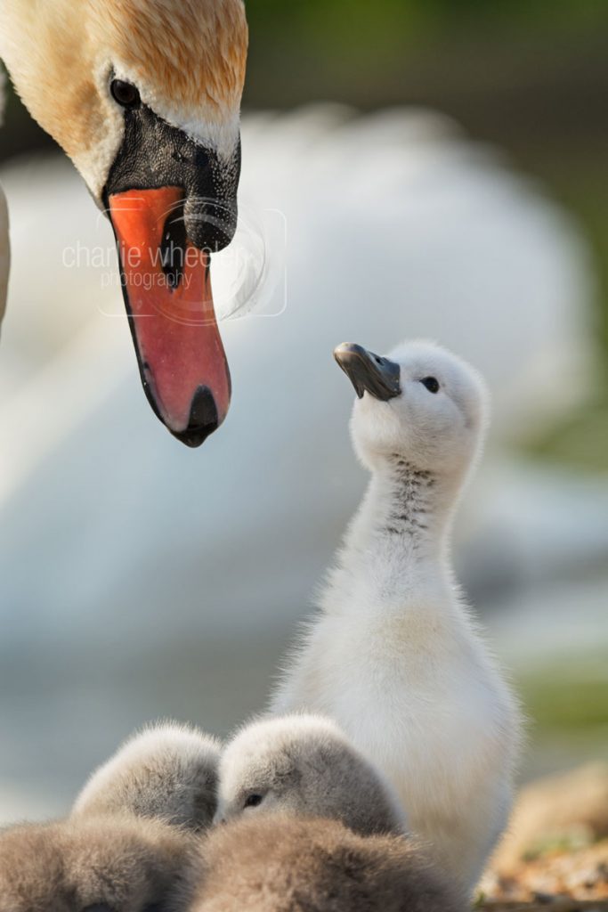 Gallery Cygnets - Charlie Wheeler Photography