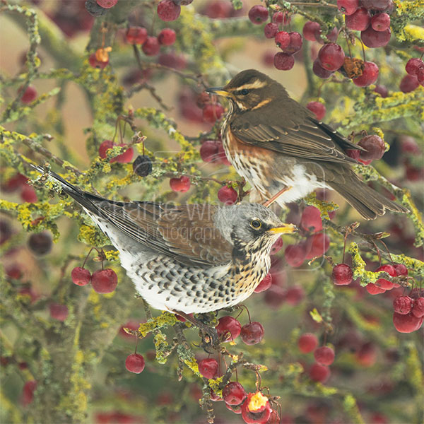 Fieldfare and Redwing - Charlie Wheeler Photography