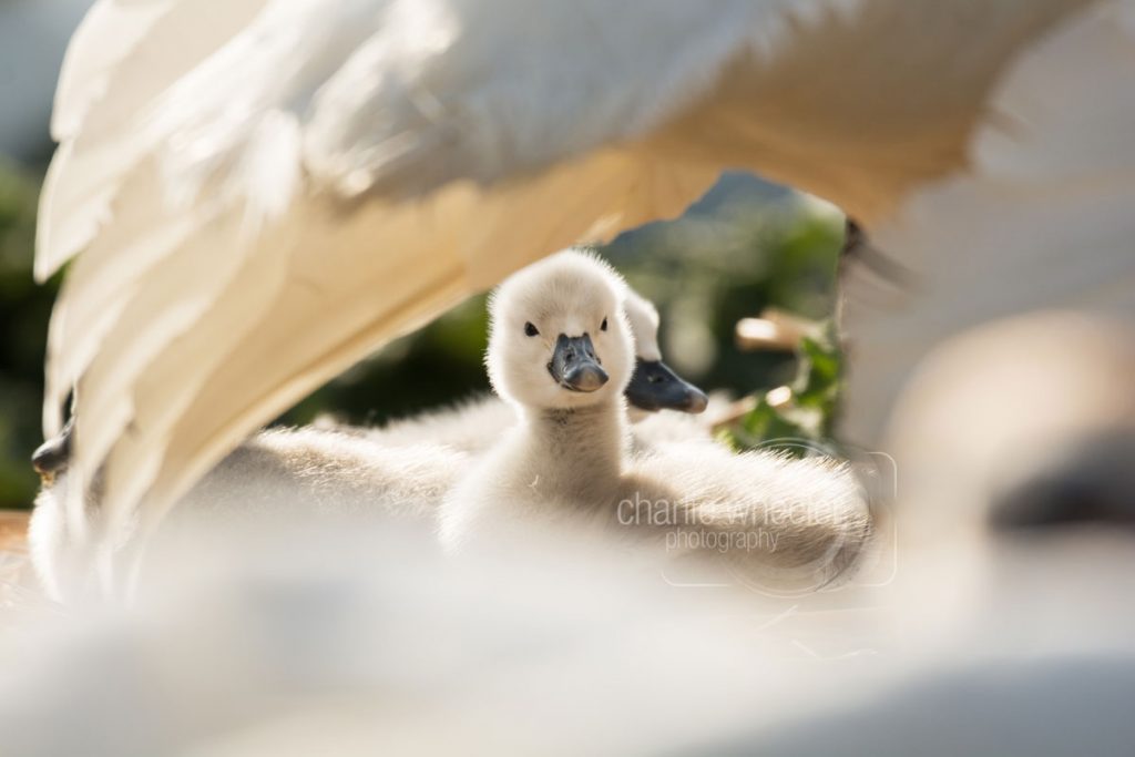 Gallery Cygnets - Charlie Wheeler Photography