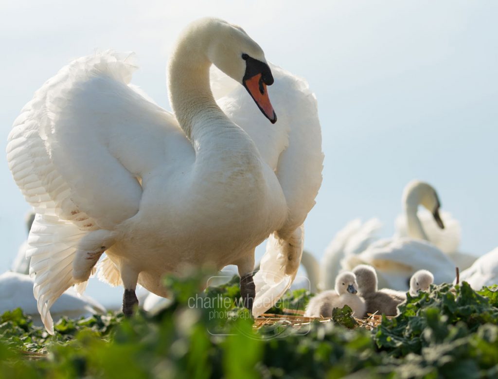 Gallery Cygnets - Charlie Wheeler Photography
