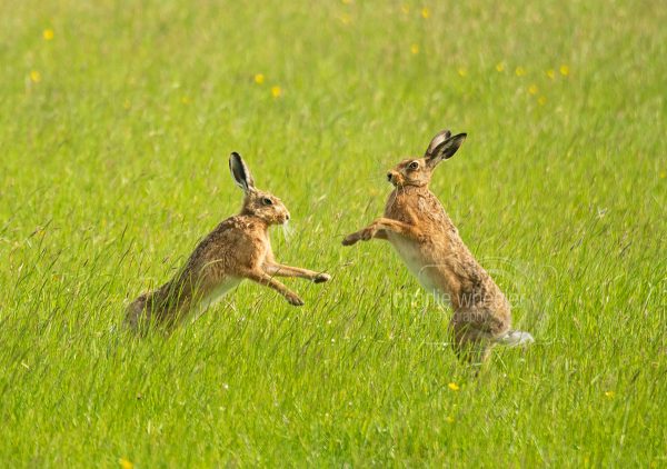 Boxing Hares - Charlie Wheeler Photography