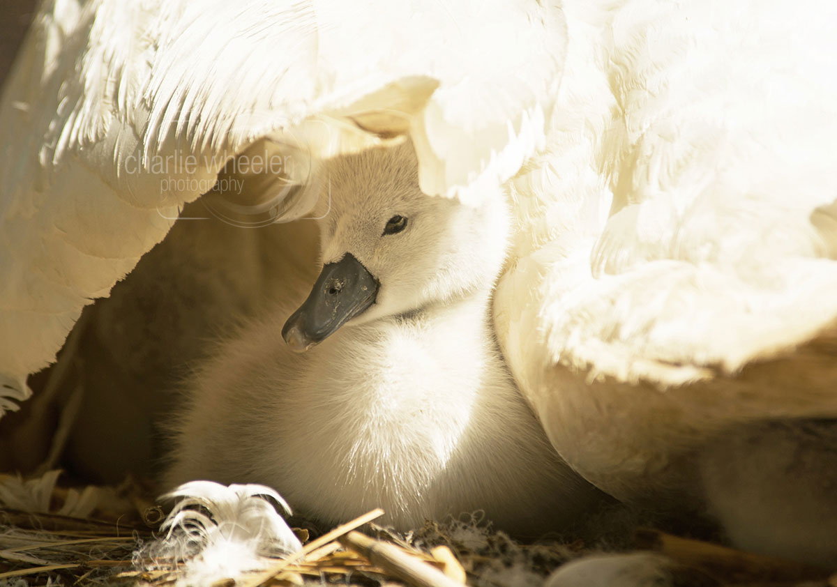 Cygnet Under Wing - Soft Light - Charlie Wheeler Photography