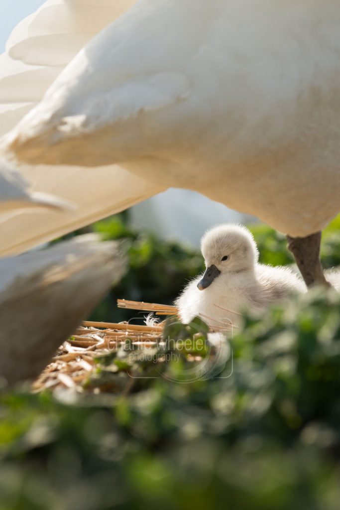 Gallery Cygnets - Charlie Wheeler Photography