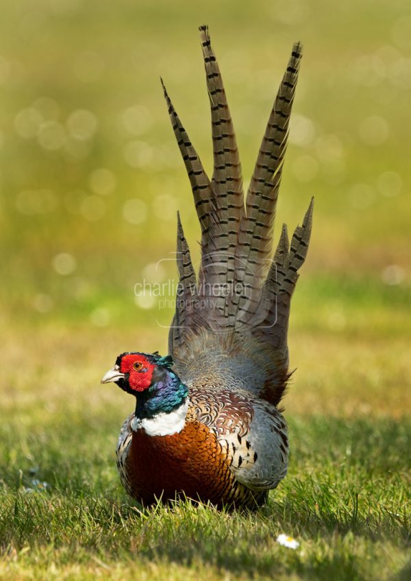 Pheasant Rearing Up - Charlie Wheeler Photography
